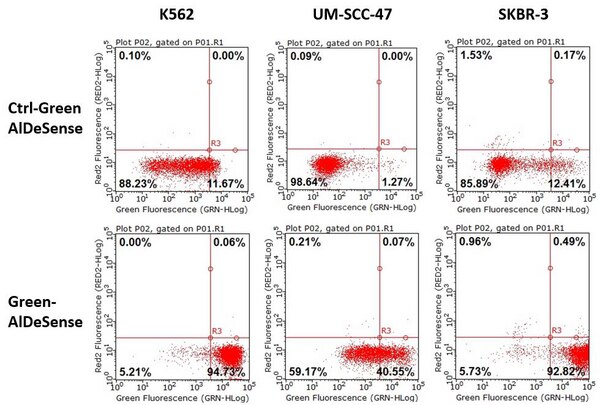 Green-AlDeSense™ ALDH1A1 Live Cell Dye | SCT065